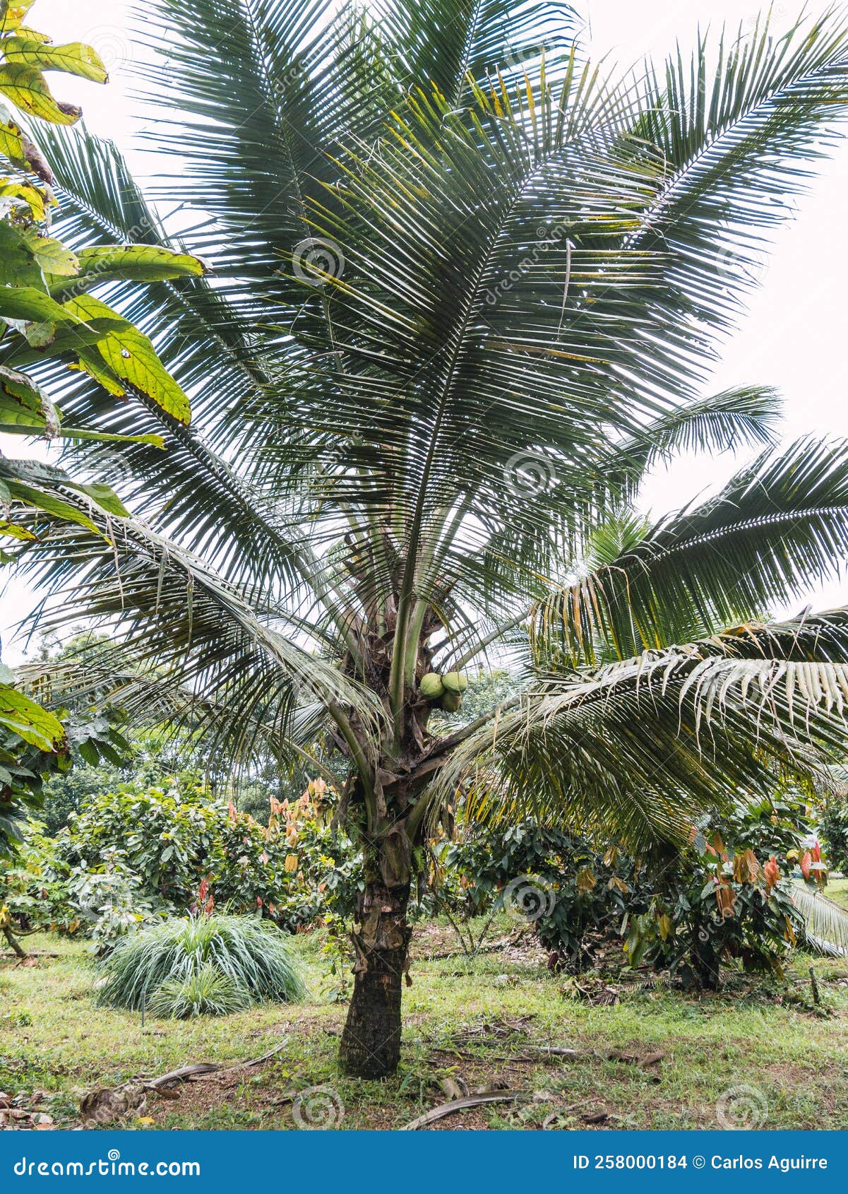 Fresh Young Coconuts on the Palm Tree Stock Photo - Image of coconut ...