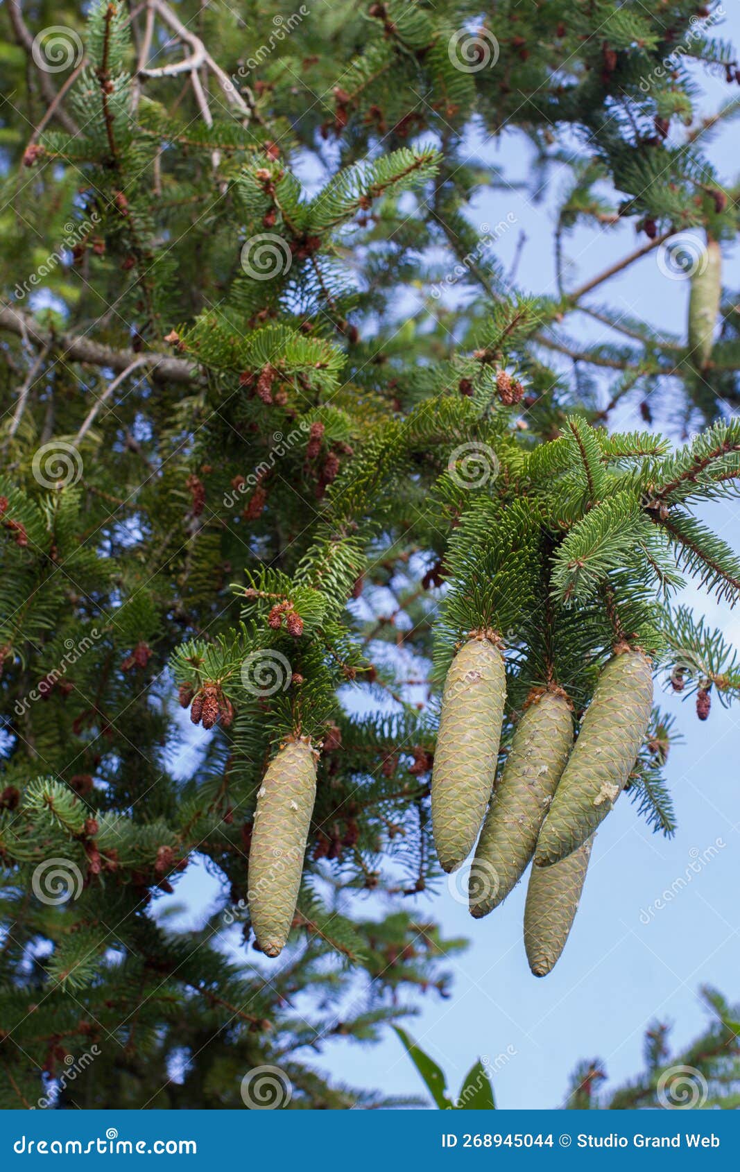 Young Cones On The Branches Of The Pond Pine Also Known As Pinus ...