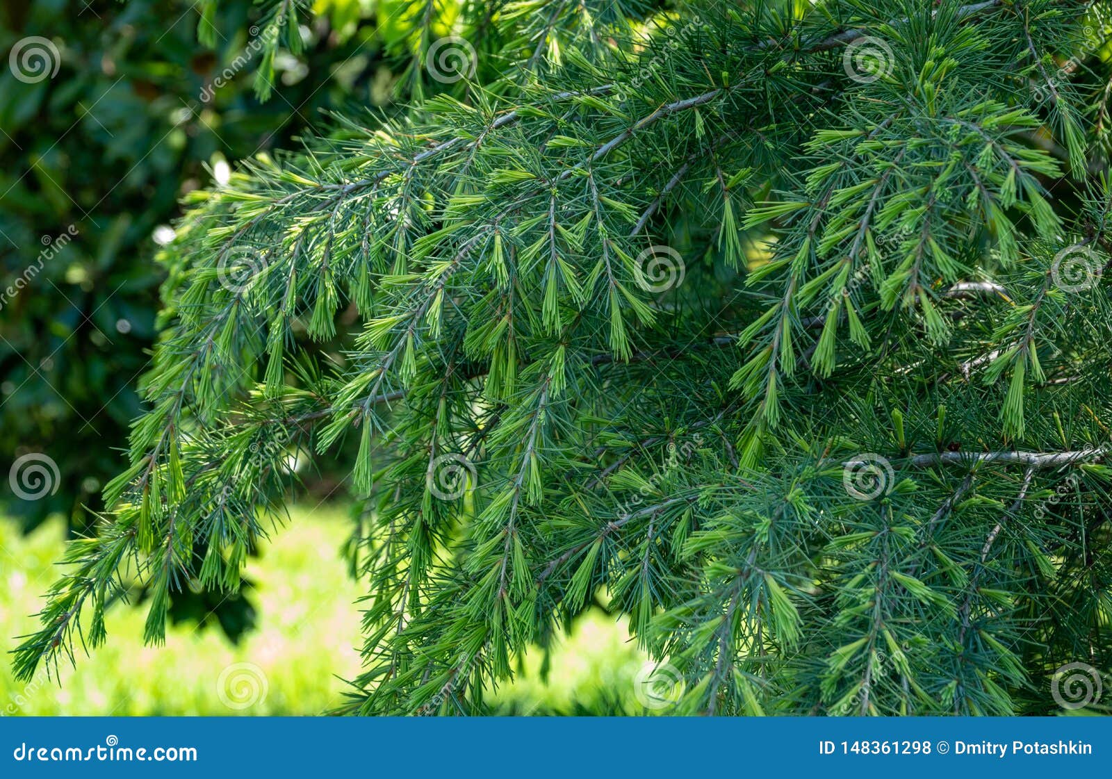 Fresh Young Fir Branches in Spring Stock Photo - Image of evergreen ...
