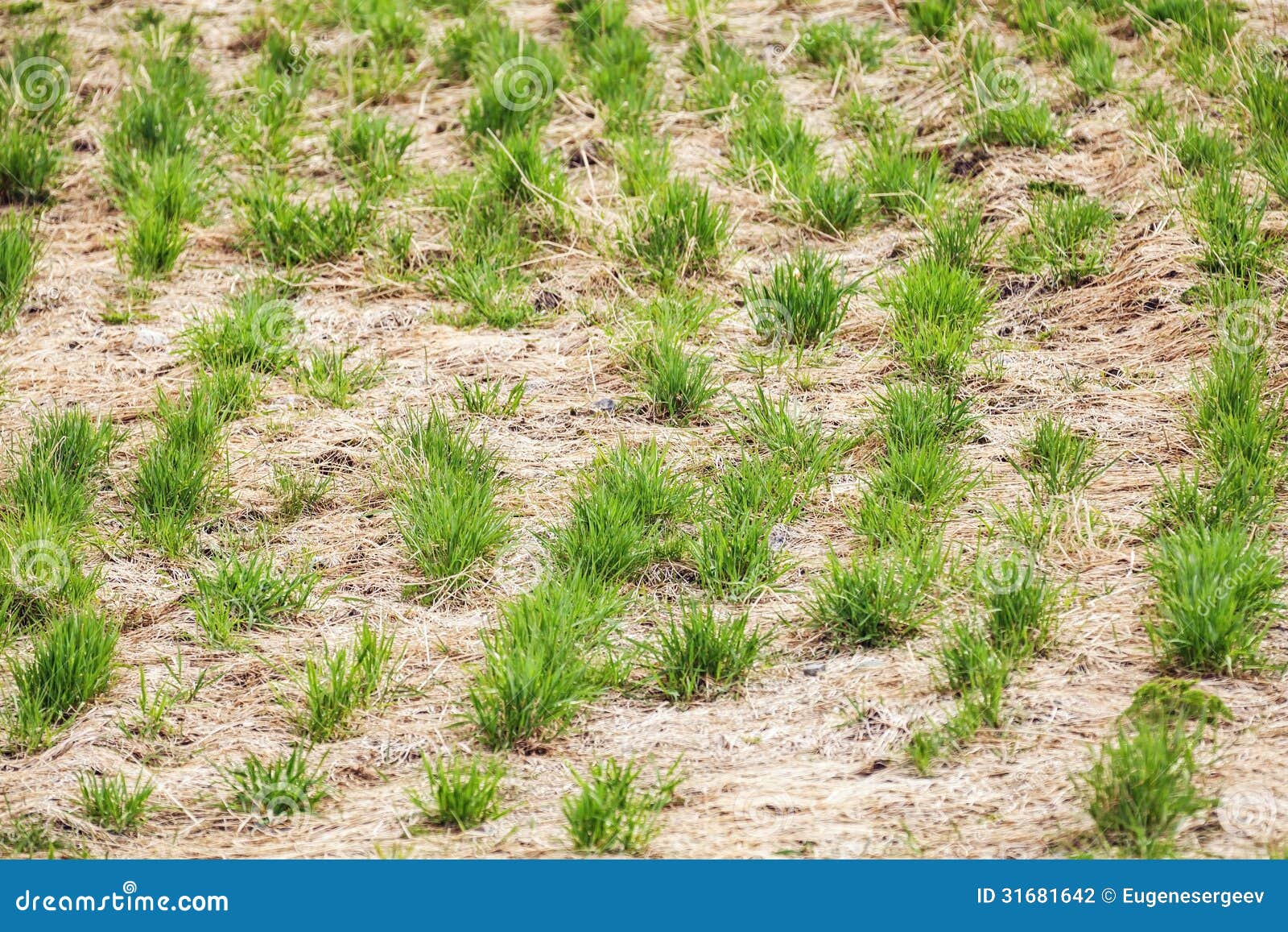 Fresh Young Grass Grow in a Rows Stock Photo - Image of backdrop, fresh ...