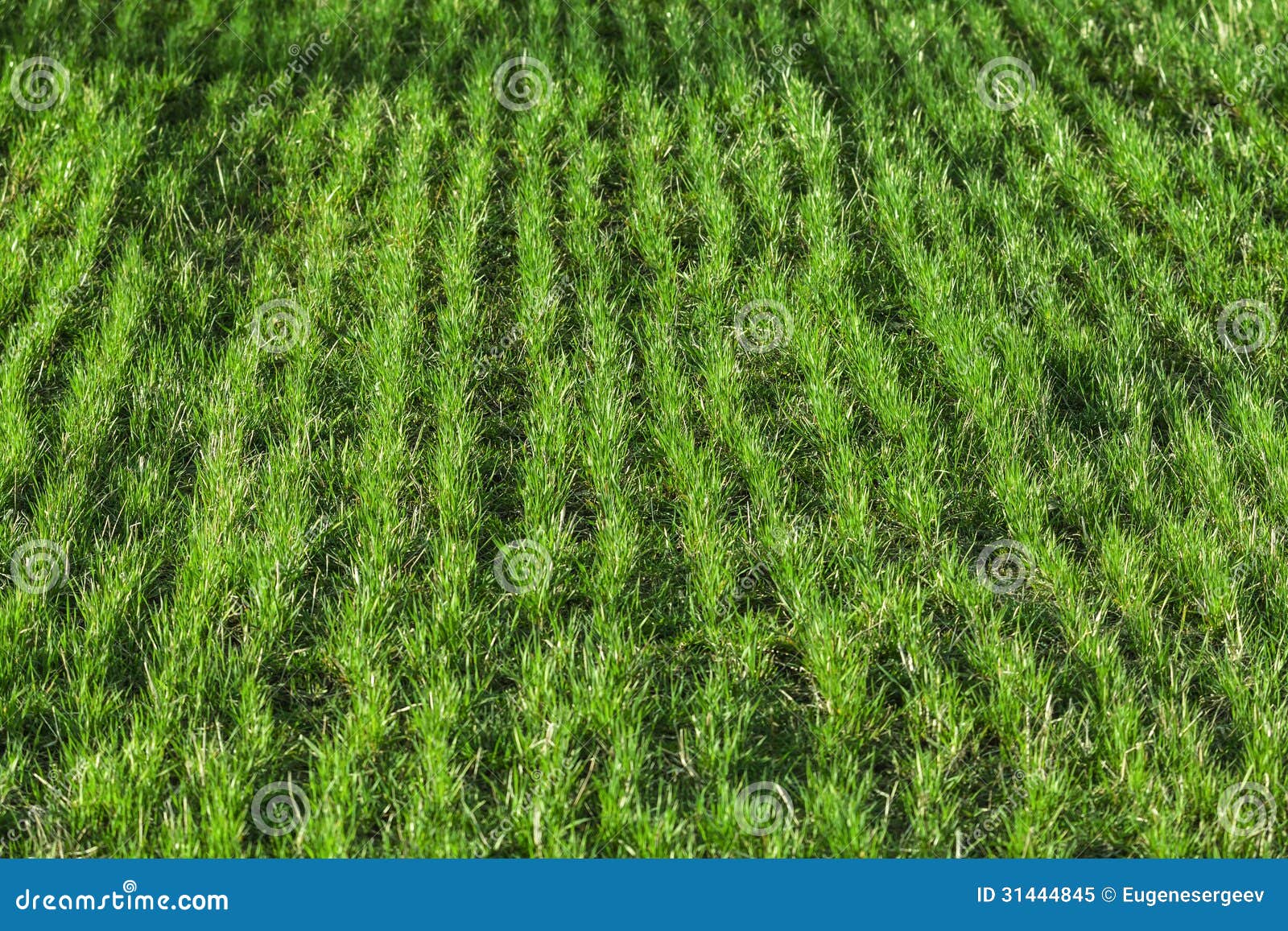 Fresh Young Grass Grows in a Rows Stock Image - Image of land, flora ...