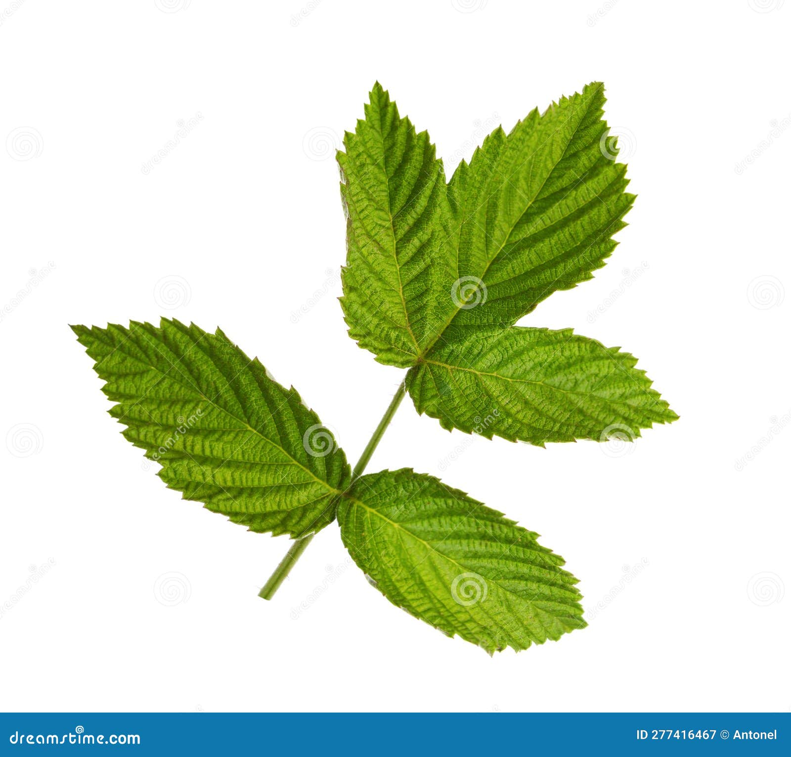 Fresh Young Green Leaf of Raspberry Isolated on White Background ...