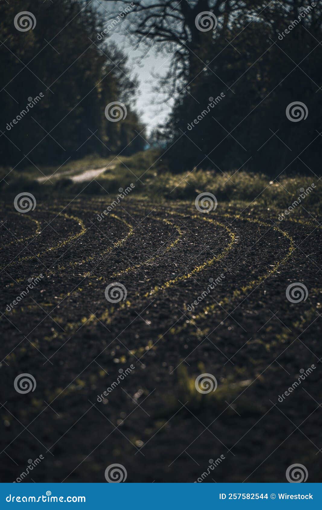 Young Green Plants in Curved Rows, Vertical Shot Stock Photo - Image of ...