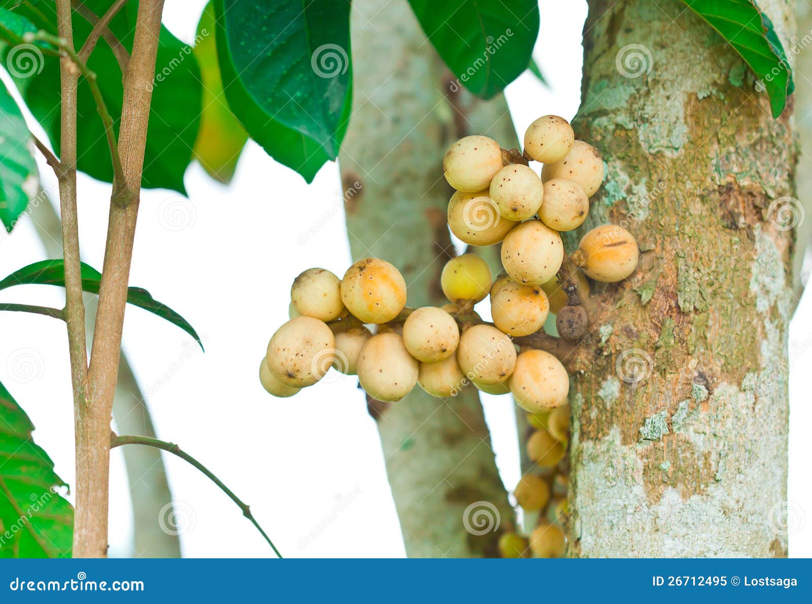 Fresh young Longkong stock image. Image of asia, sour - 26712495