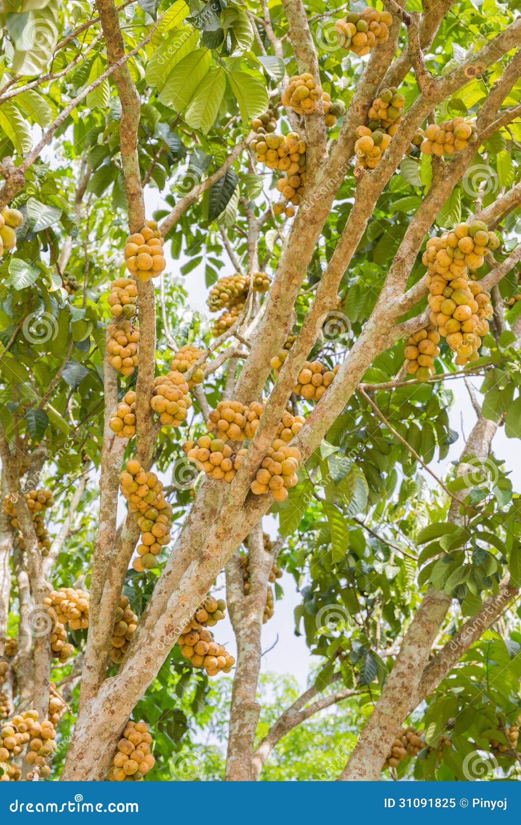 Fresh young Longkong stock image. Image of langseh, sweet - 31091825