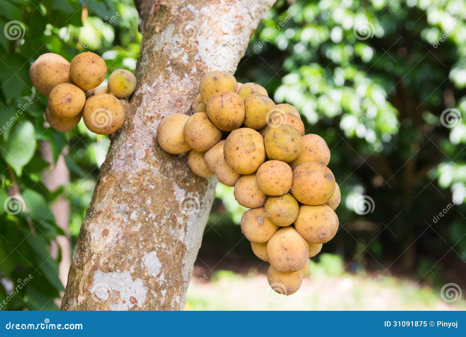 Fresh young Longkong stock image. Image of natural, long - 31091875