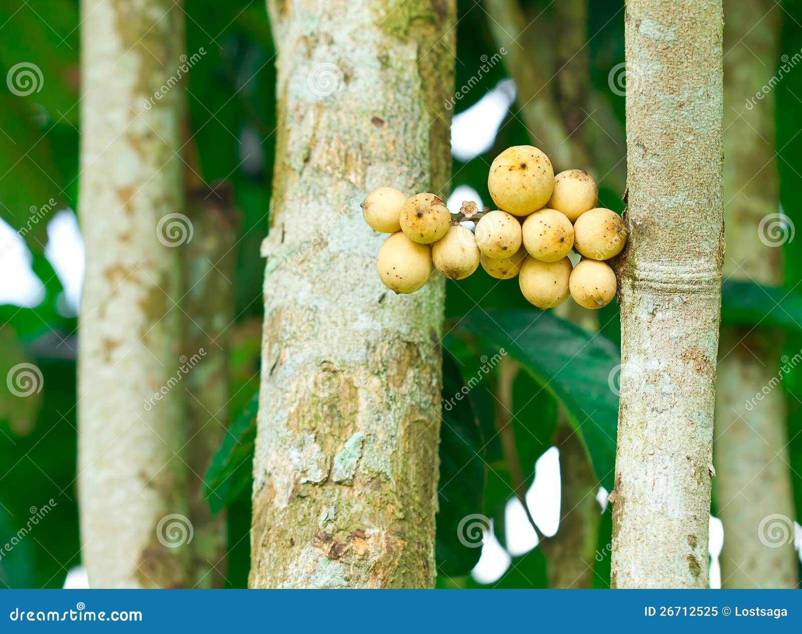 Fresh Young Longkong on Tree Stock Image - Image of gourmet, yellow ...