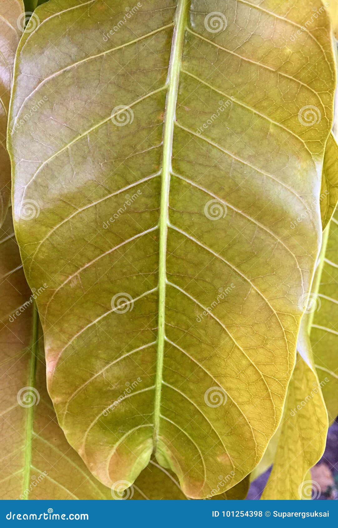 Fresh Mango Leaf Texture stock photo. Image of view - 101254398