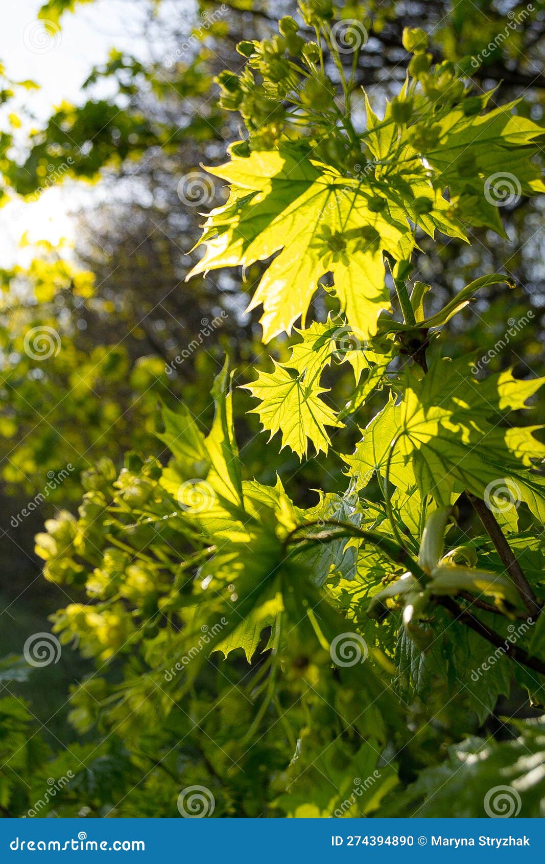 Fresh Young Maple Leaves that are Beautifully Backlit Stock Photo ...