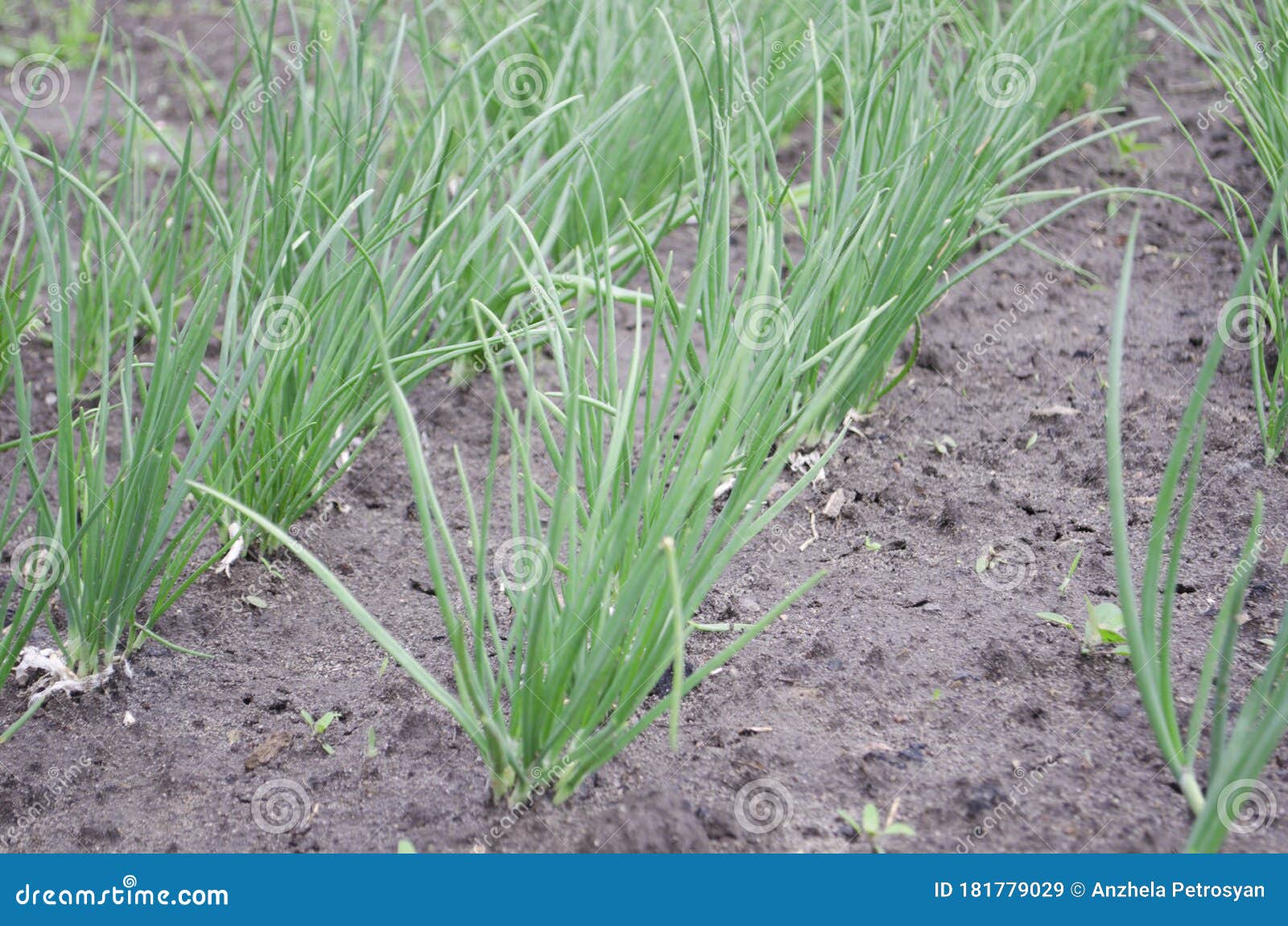 Fresh Young Onions. Onions in the Garden in Rows. Drip Irrigation Stock ...