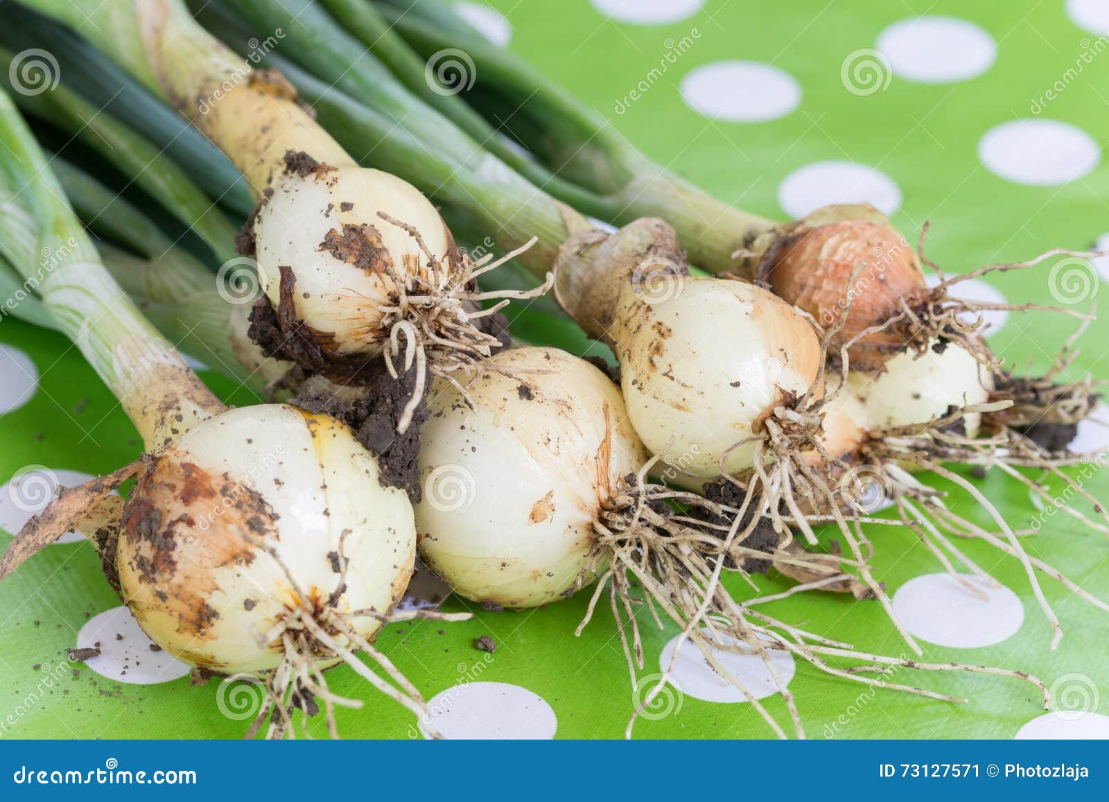 Fresh Young Onions on the Table Stock Image - Image of food, advertise ...