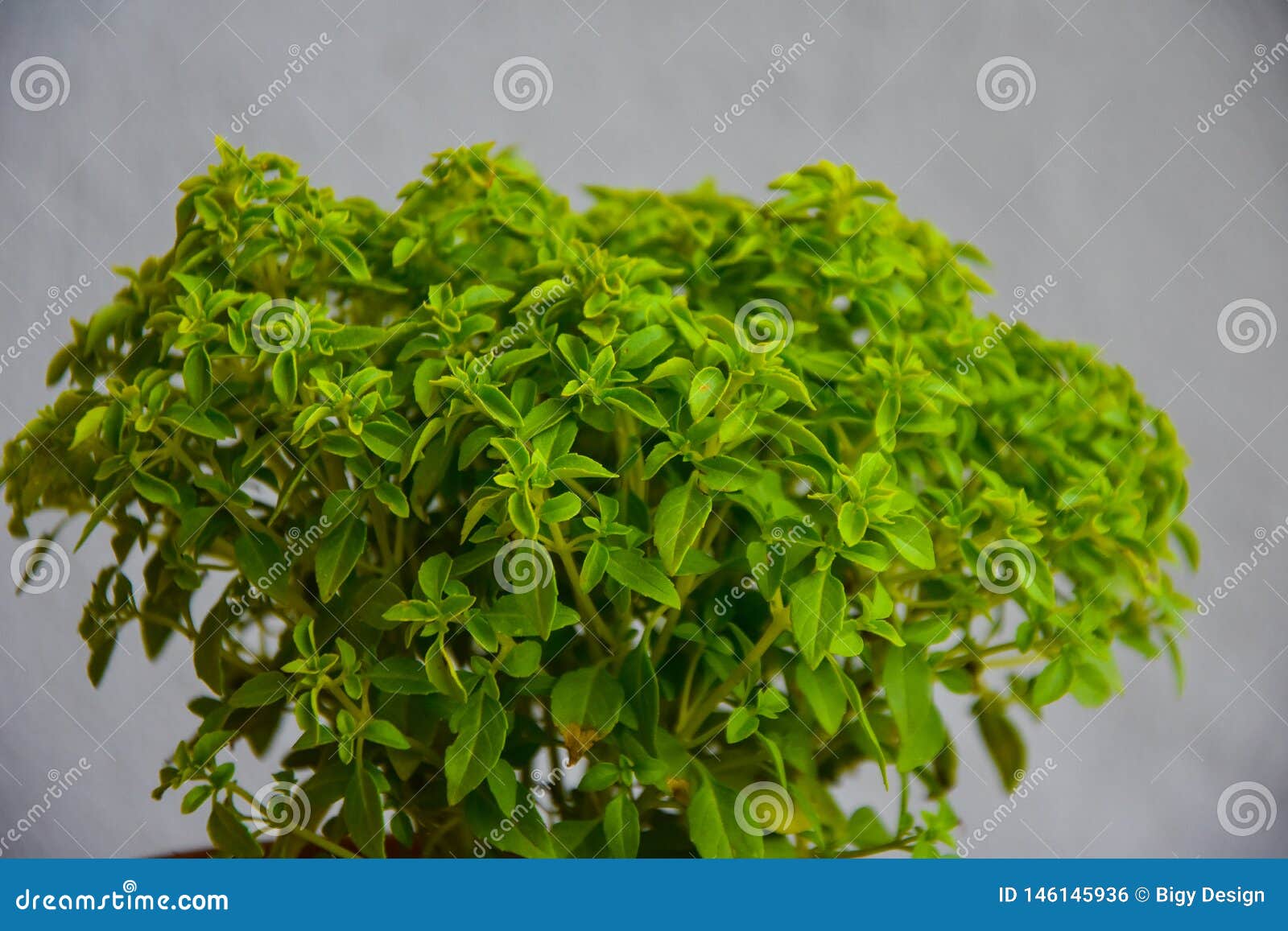 Fresh, Young Small- Leaved Basil Stock Photo - Image of cute, isolated ...