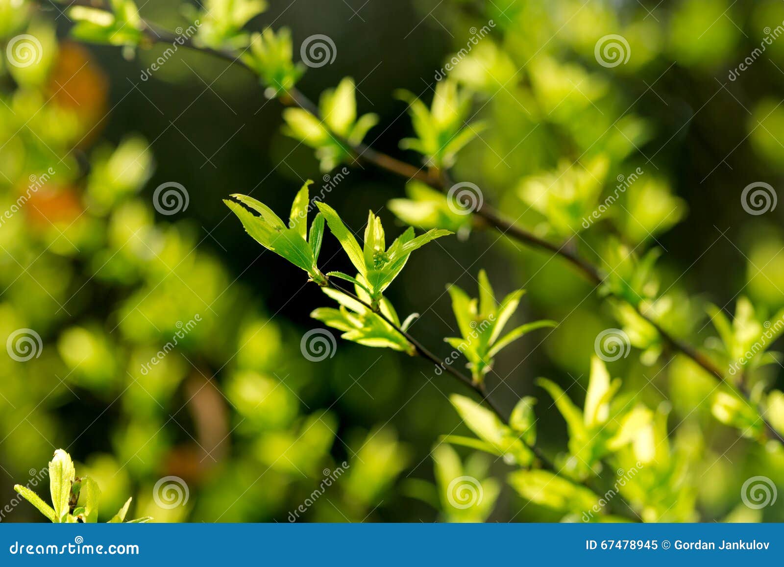 Fresh young spring leaves stock image. Image of freshness - 67478945