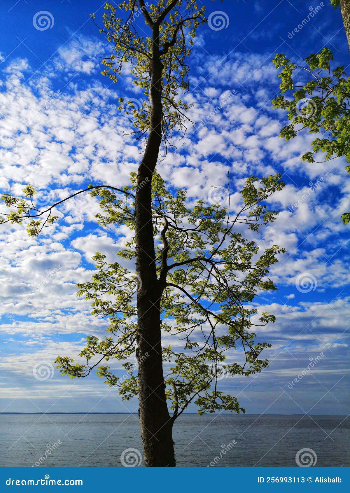 Fresh Young Spring Leaves on Tree and Sea Water Stock Image - Image of ...
