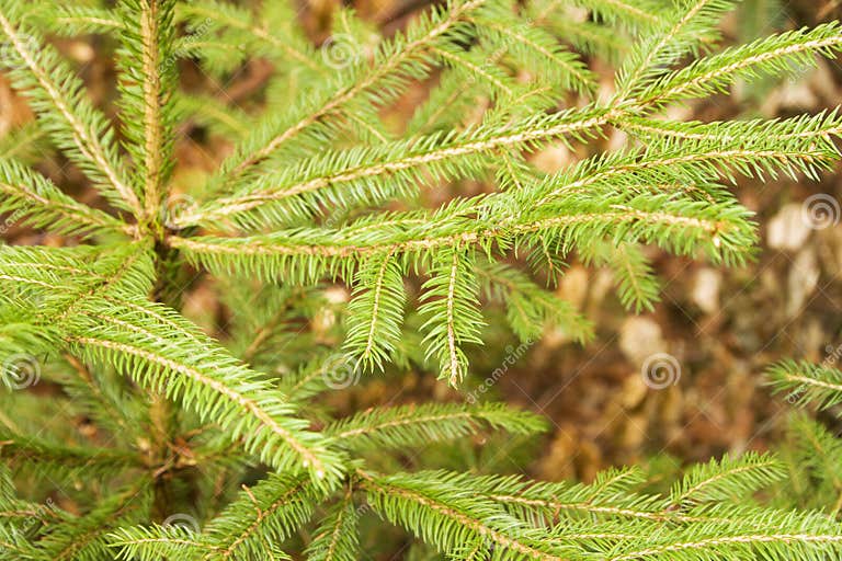 Fresh young spruces stock image. Image of forest, outdoor - 85783983
