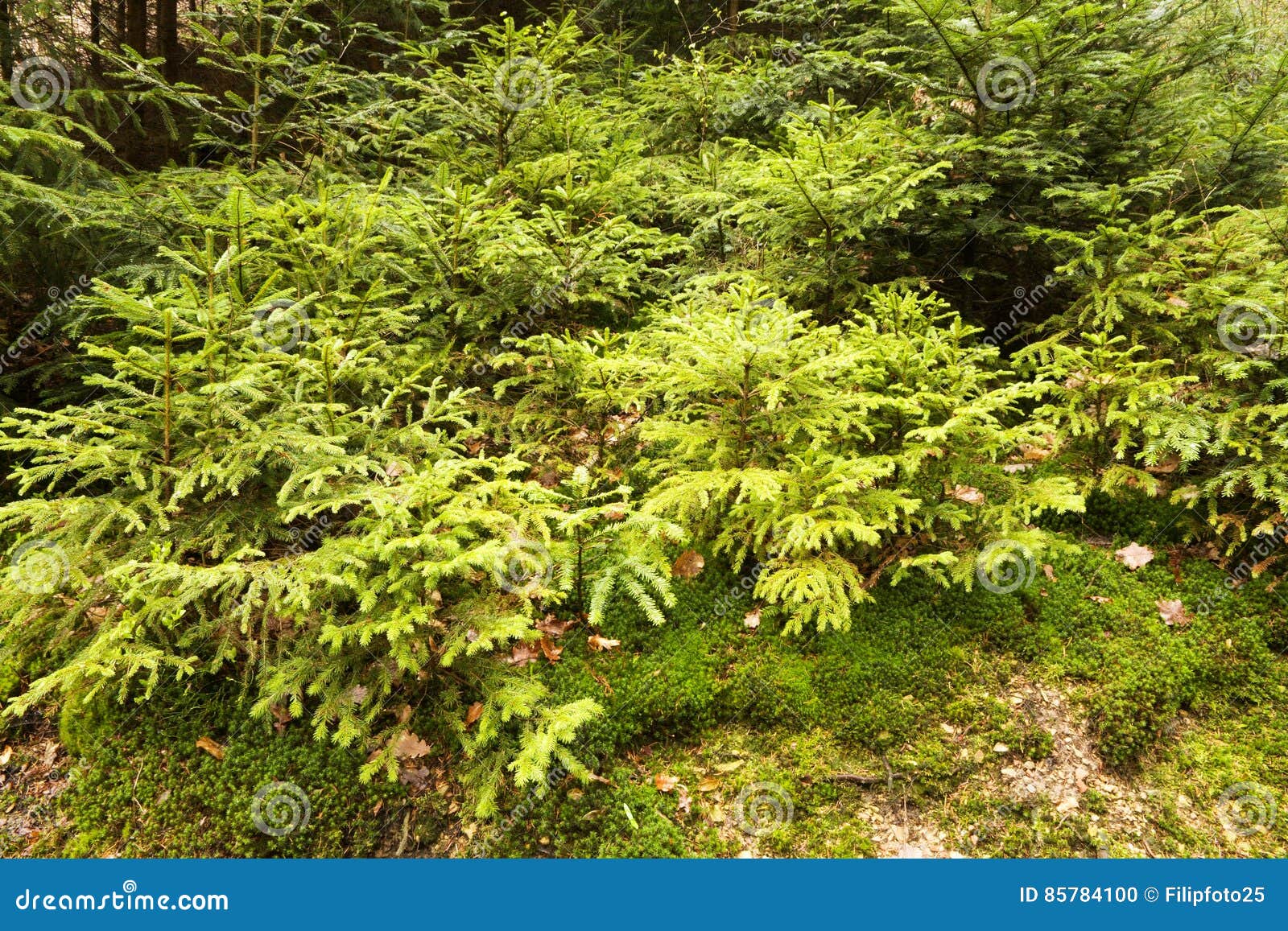 Fresh young spruces stock photo. Image of quiet, seasonal - 85784100