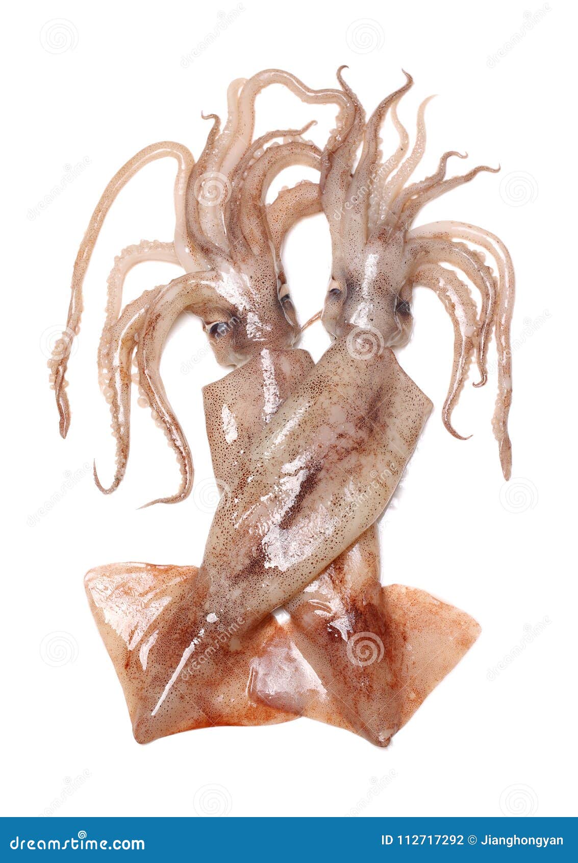 Fresh young squid stock photo. Image of cuttlefish, closeup - 112717292