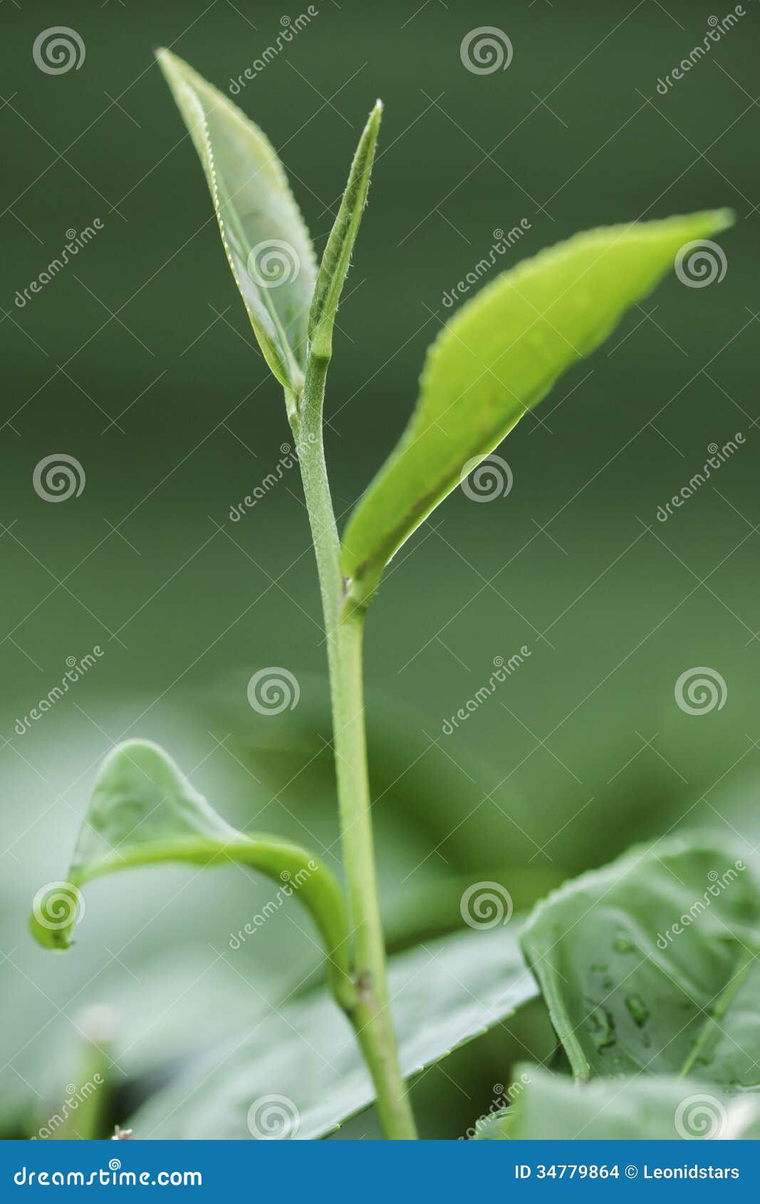Fresh young tea leaf stock photo. Image of garden, leaf - 34779864
