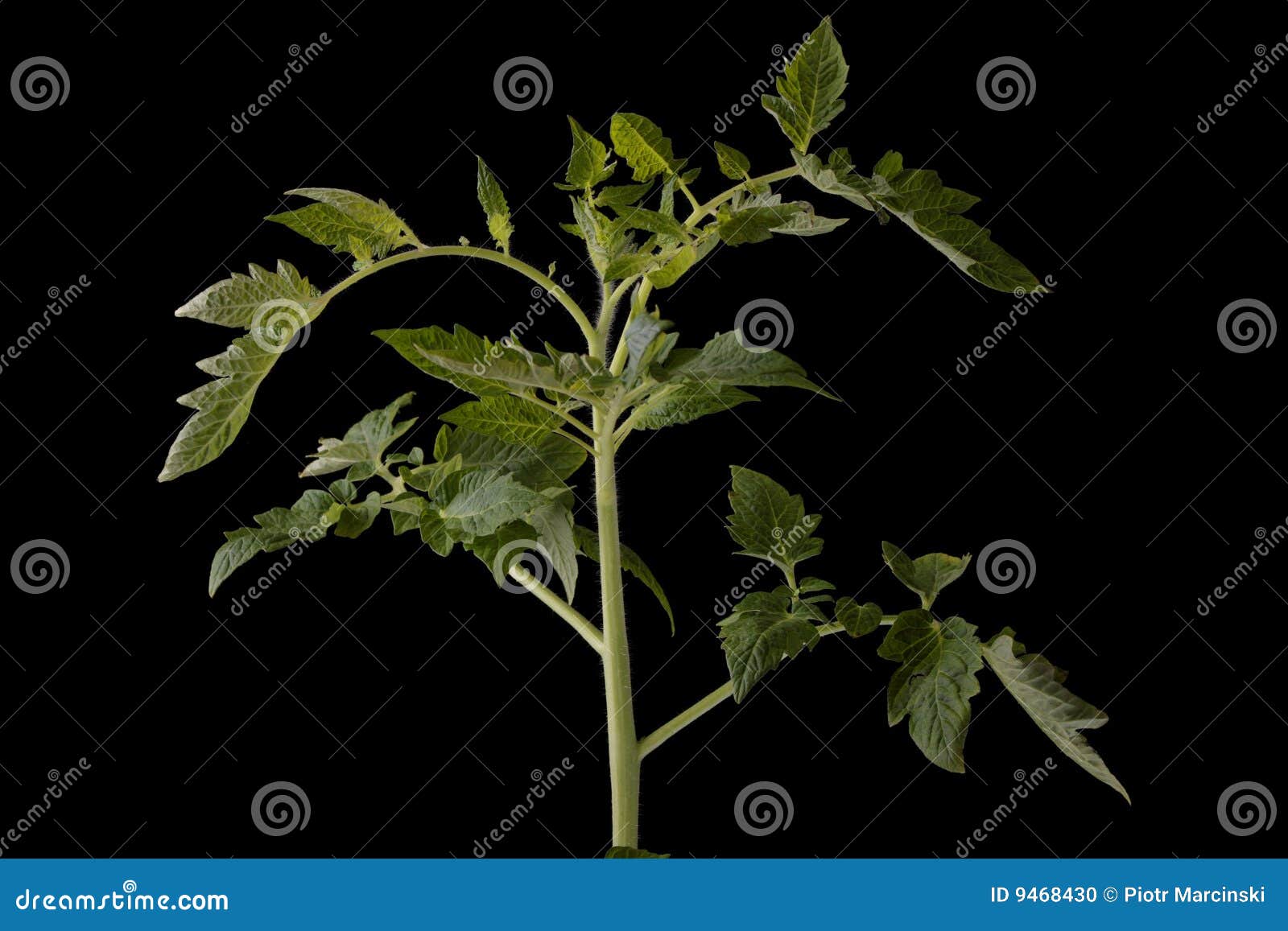 Fresh Young Tomato Plant Isolated Stock Photo - Image of isolated ...