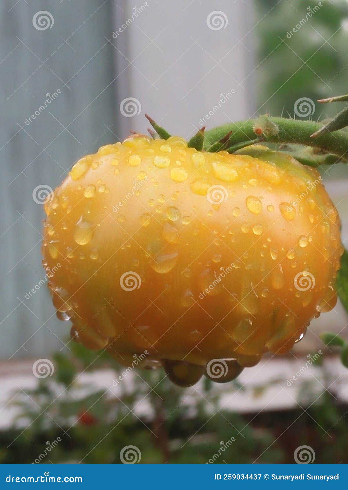Fresh Young Tomatoes after Rain Stock Image - Image of yellow, citrus ...