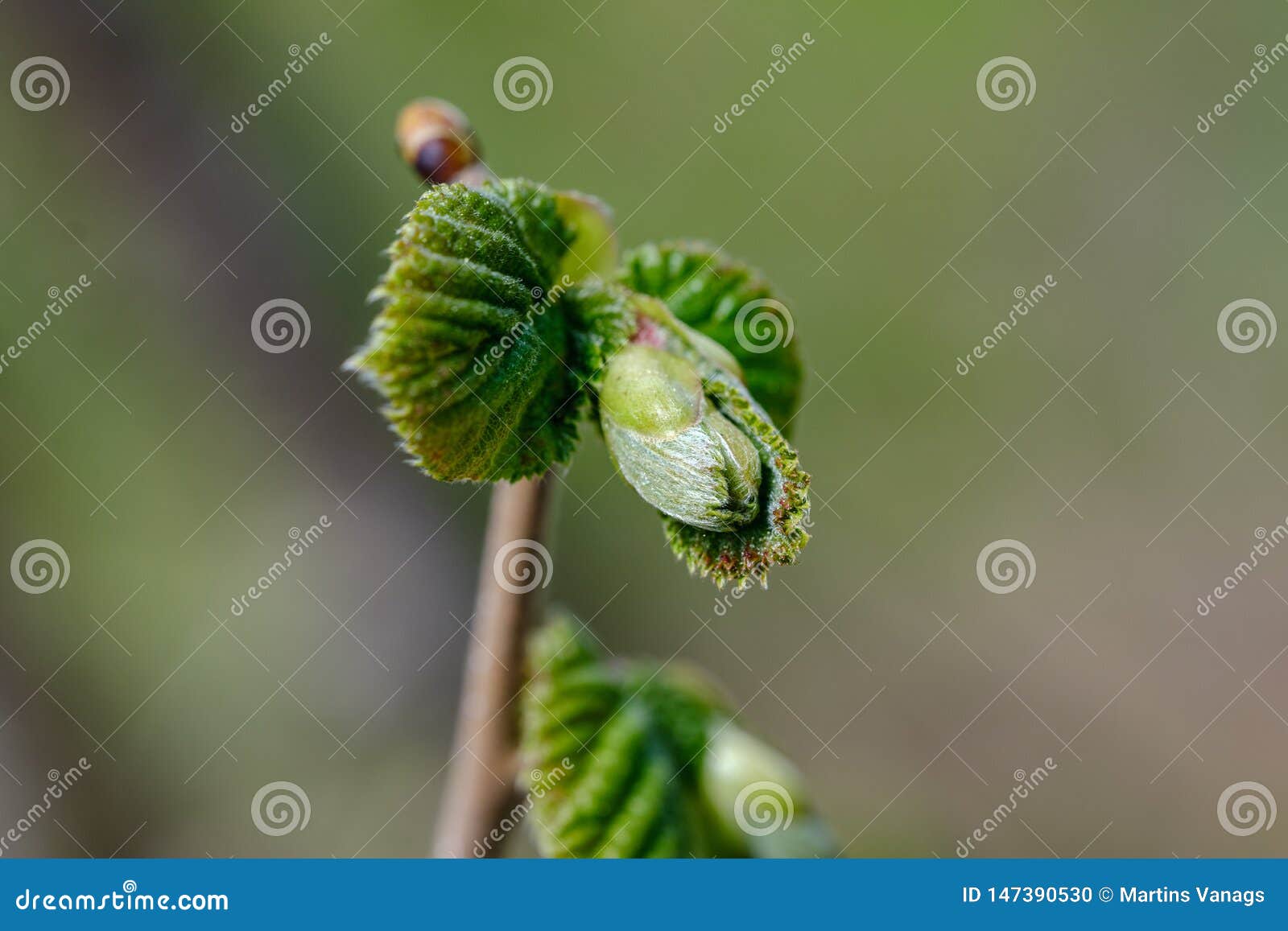 Fresh Young Tree Leaves in Spring Stock Photo - Image of leaf, spring ...