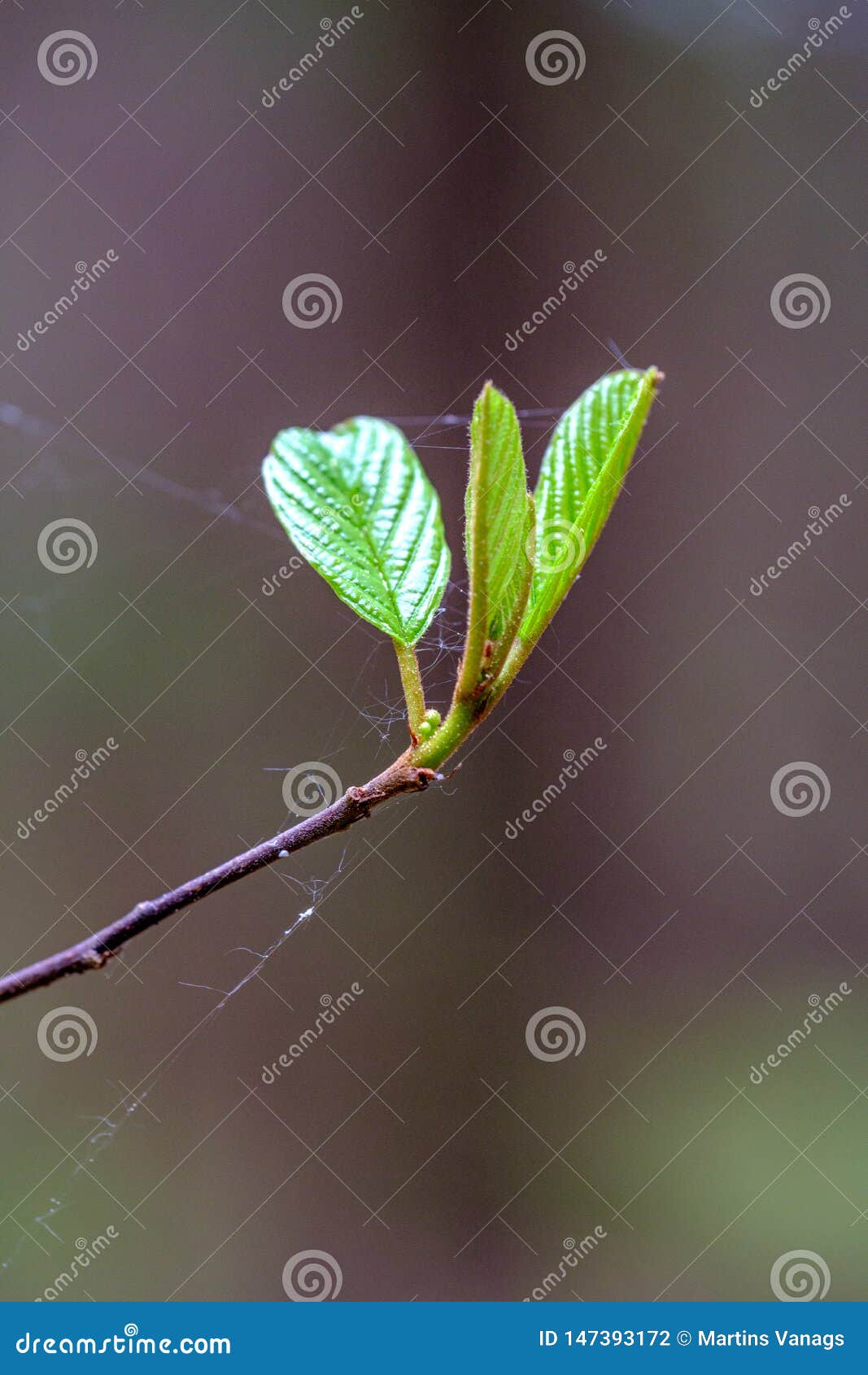 Fresh Young Tree Leaves in Spring Stock Photo - Image of spring, person ...