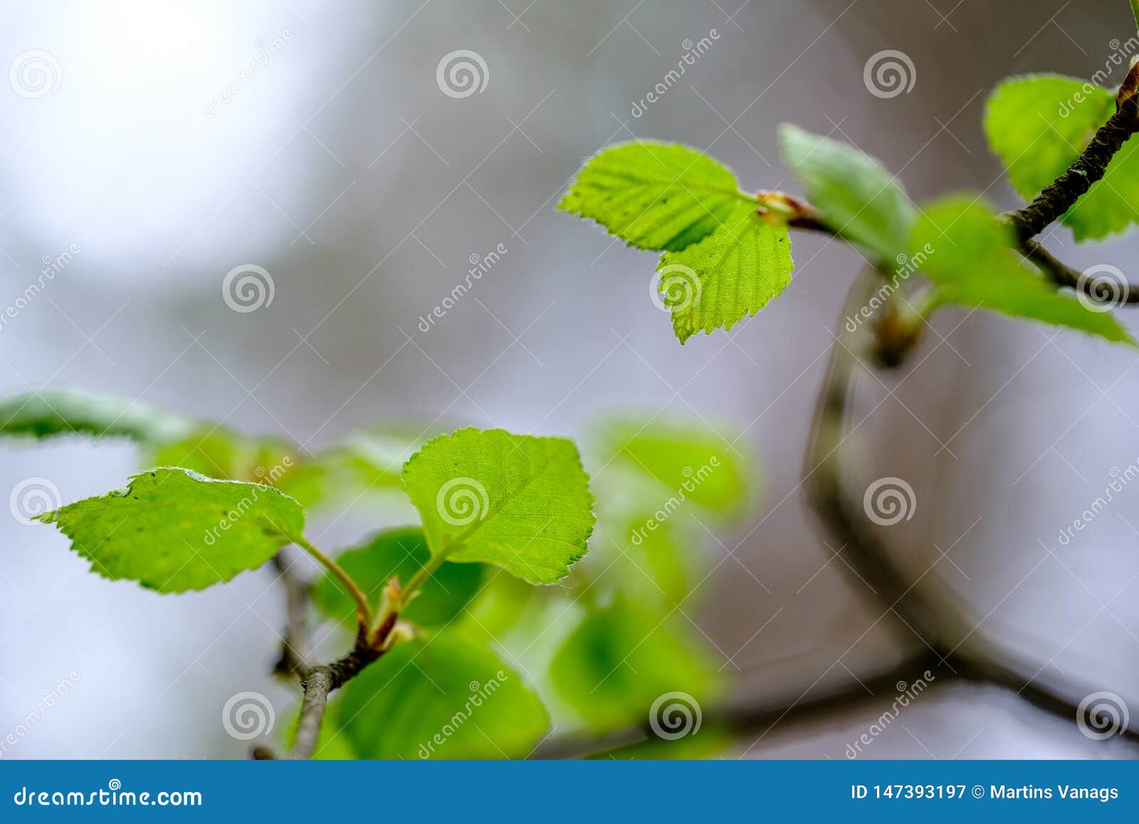 Fresh Young Tree Leaves in Spring Stock Image - Image of garden, nature ...
