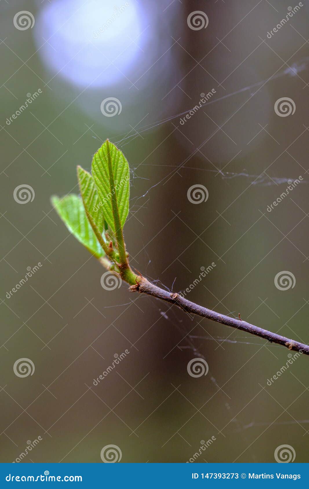 Fresh Young Tree Leaves in Spring Stock Image - Image of tropical ...