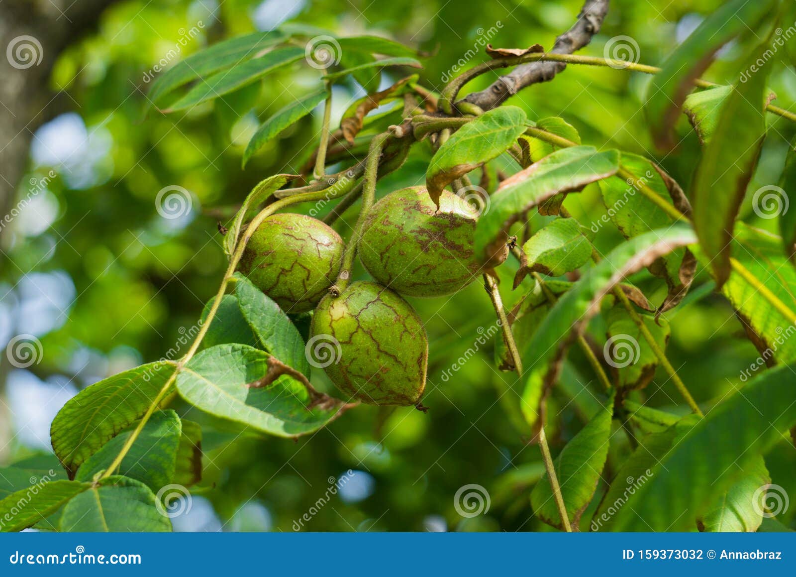 Fresh Young Walnut Fruits on a Tree in the Garden Stock Photo - Image ...