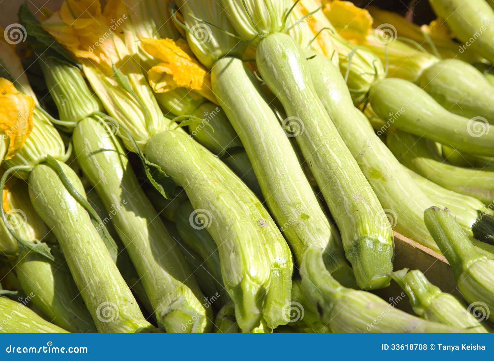 Fresh Youth Vegetable Marrow Stock Photo - Image of gourd, refreshment ...
