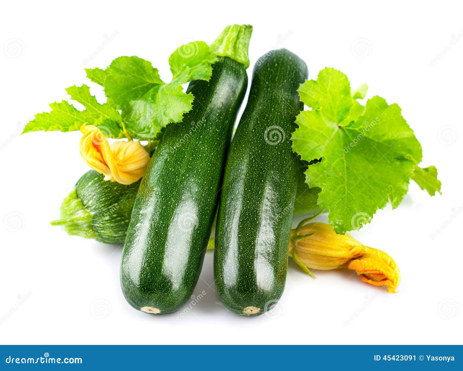 Fresh Zucchini In A Section Of The Visible Seeds Royalty-Free Stock ...