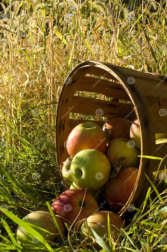 Freshed picked apples2 stock photo. Image of organtic - 26813166
