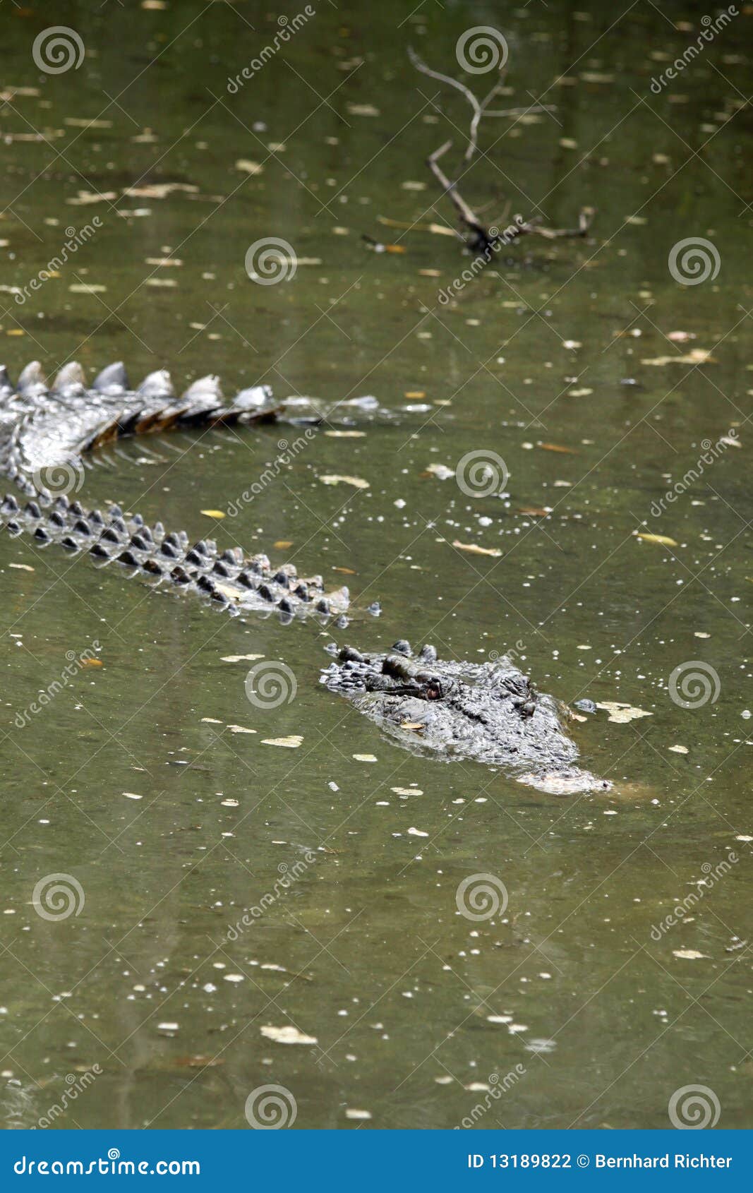 Freshie. Australia stock photo. Image of outback, prehistoric - 13189822