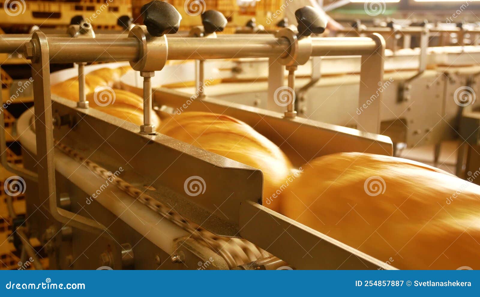 Freshly Baked Bread, Baguette Goes Along the Tape for Loading in the ...
