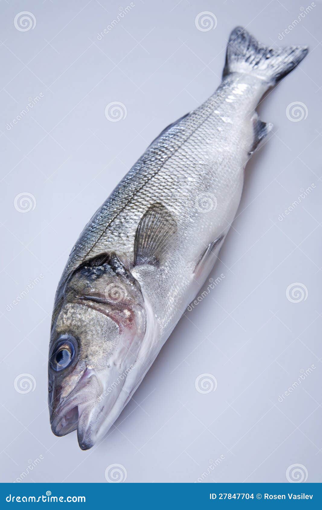 Freshly Bass Fish stock photo. Image of isolated, profile - 27847704