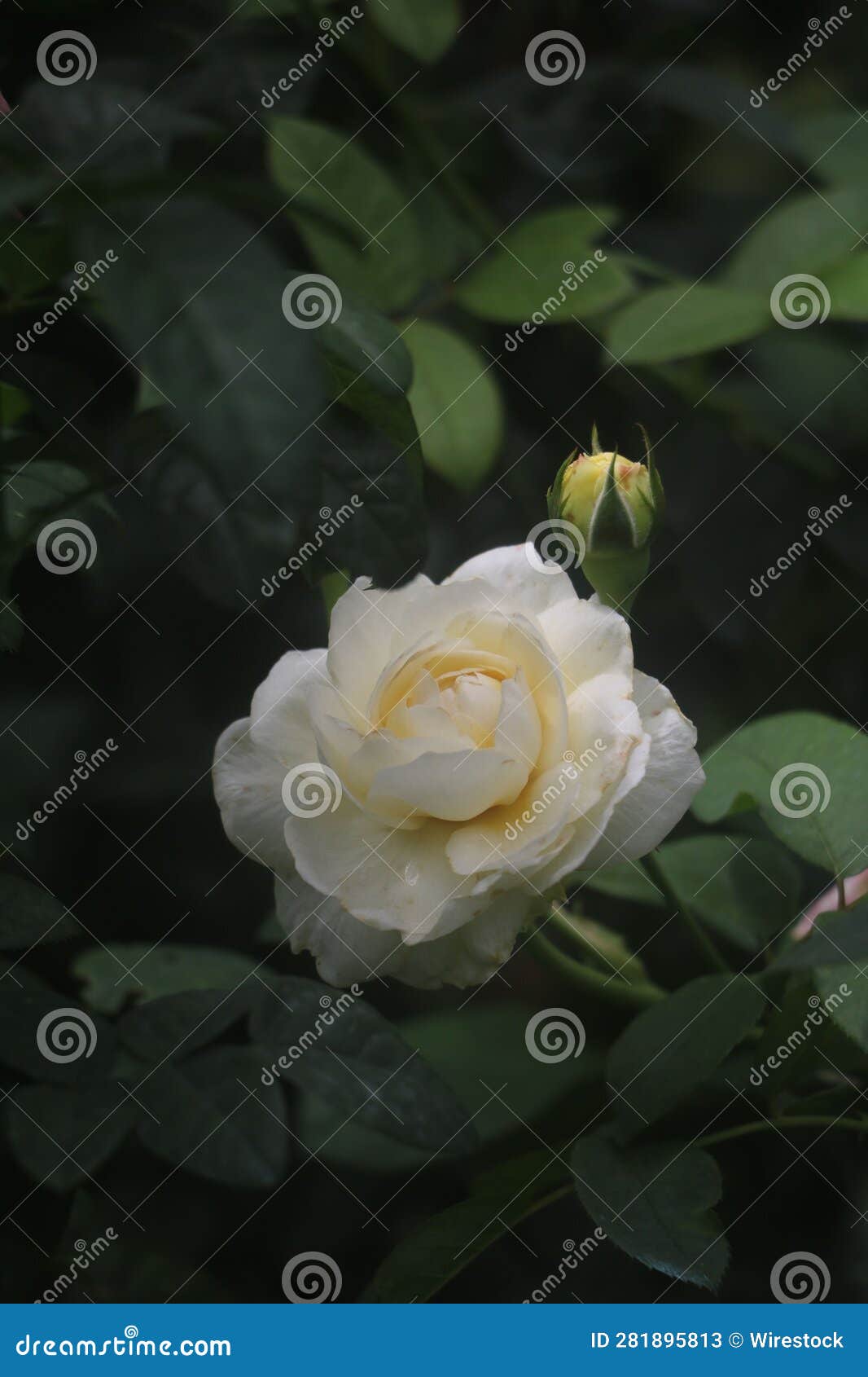 Freshly Bloomed White Rose Growing in the Garden Stock Image - Image of ...