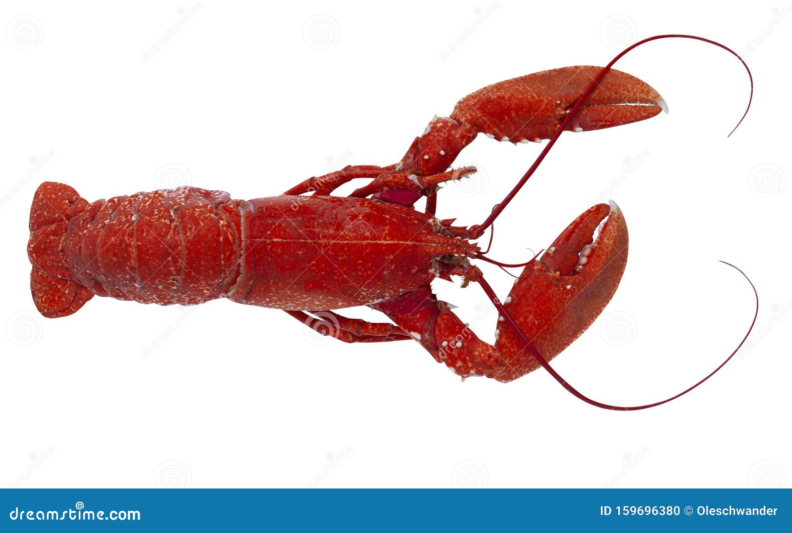 Freshly Boiled Red Lobster Isolated on White Background. Top View Stock ...