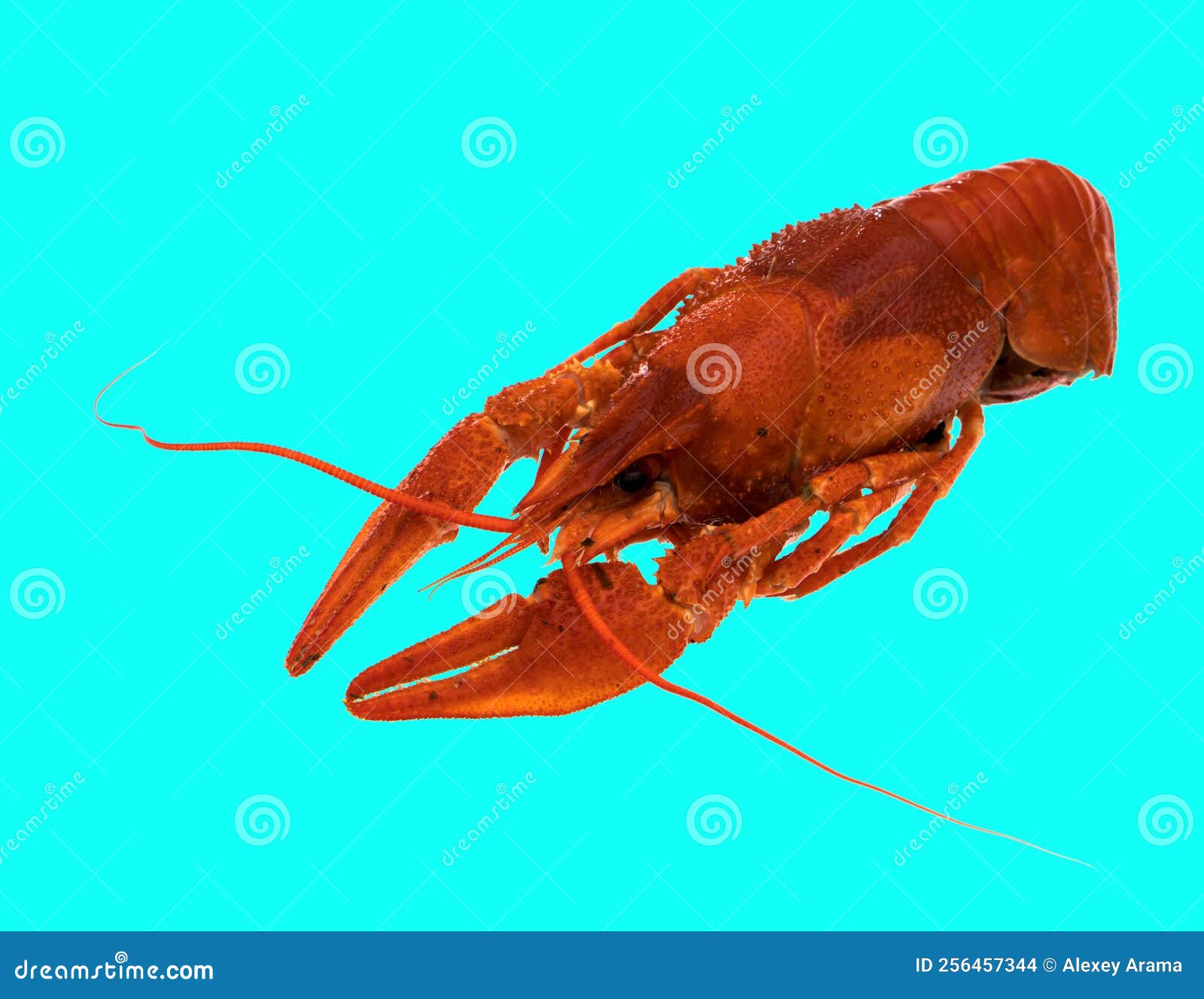 Freshly Brewed Red Crayfish, on a Blue Background Stock Photo - Image ...