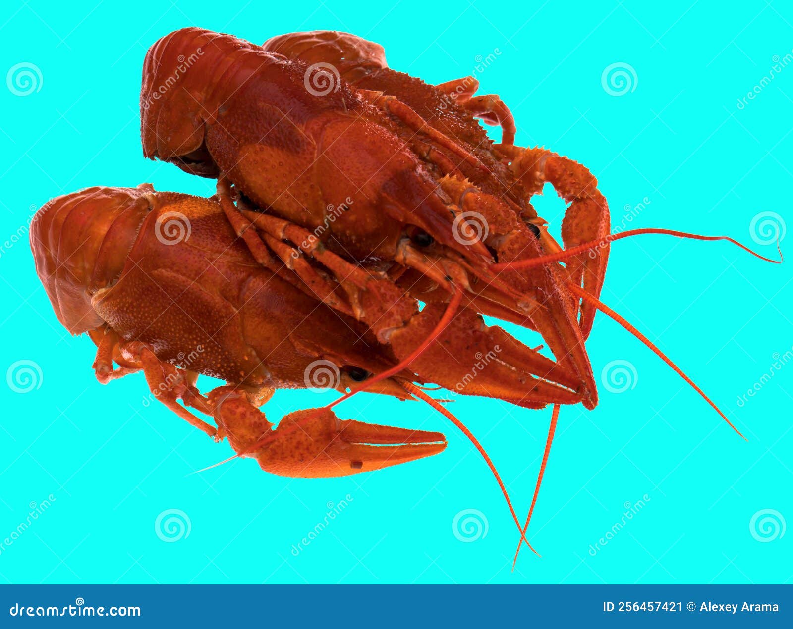 Freshly Brewed Red Crayfish, on a Blue Background Stock Image - Image ...