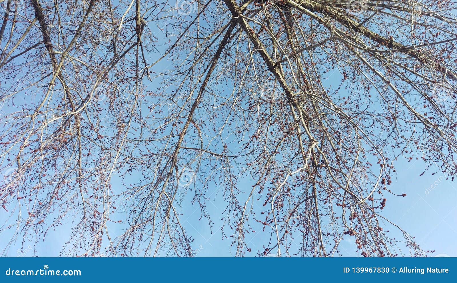 Freshly Budding Maple Tree Branches Stock Photo - Image of nature ...