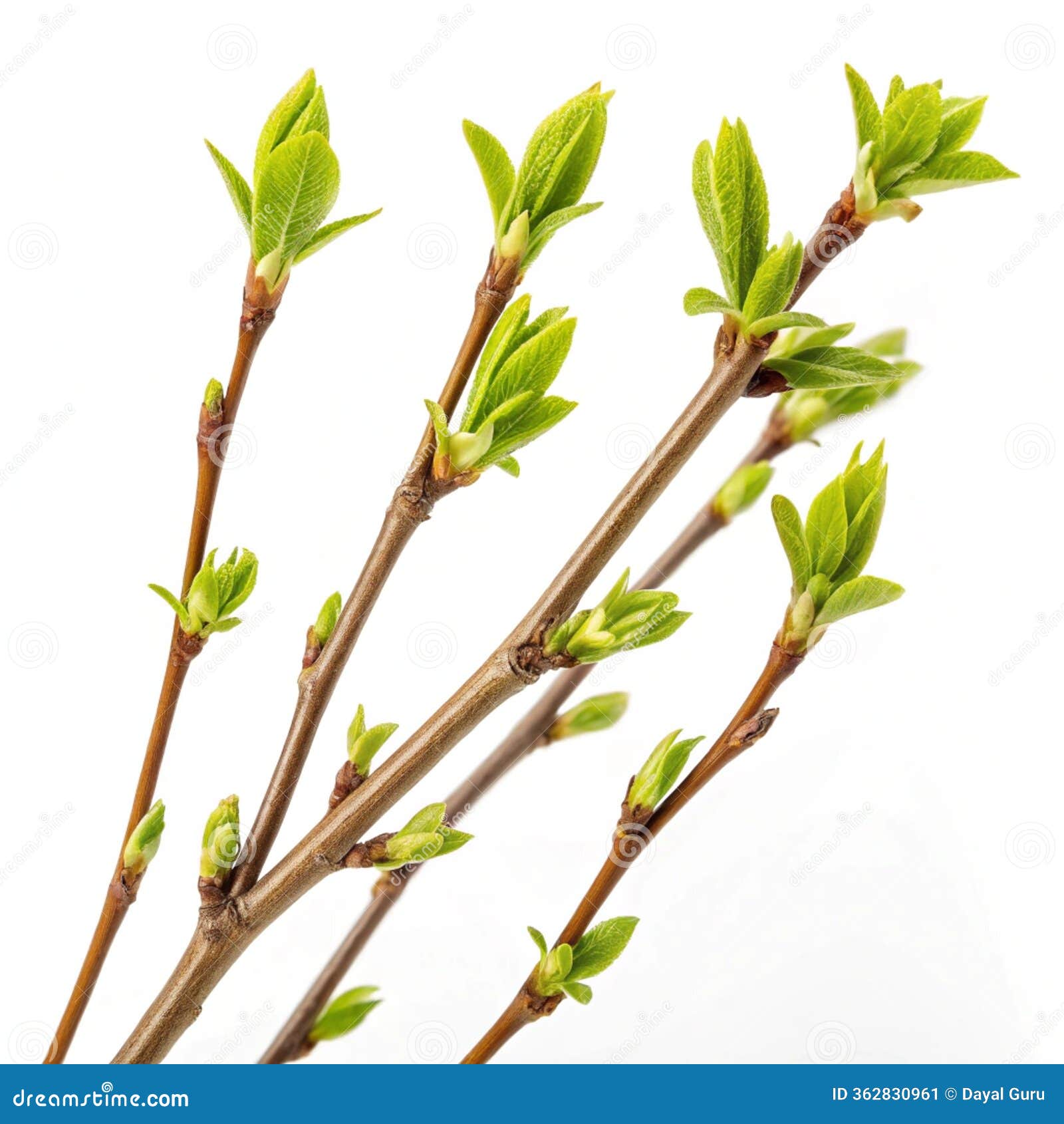 Budding Cartoons, Illustrations & Vector Stock Images - 6377 Pictures ...