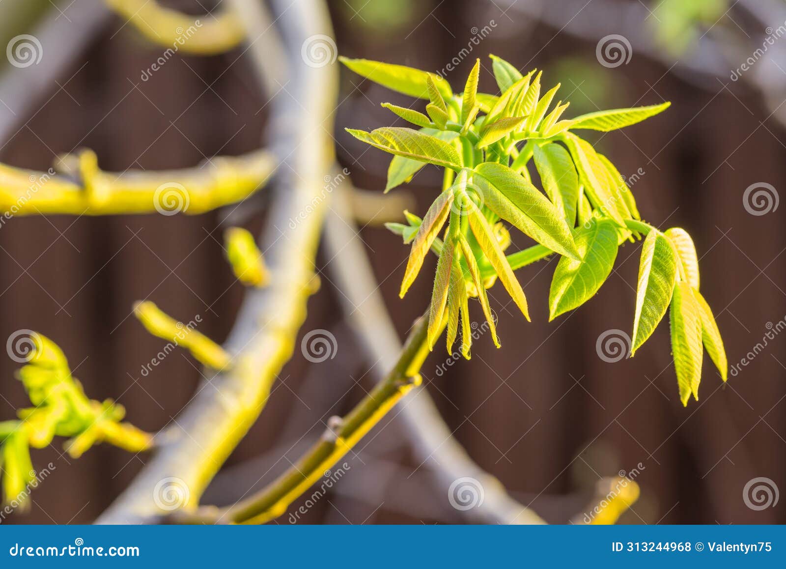 Freshly Burst Leaves of Walnut Tree Close-up. Spring Background Stock ...