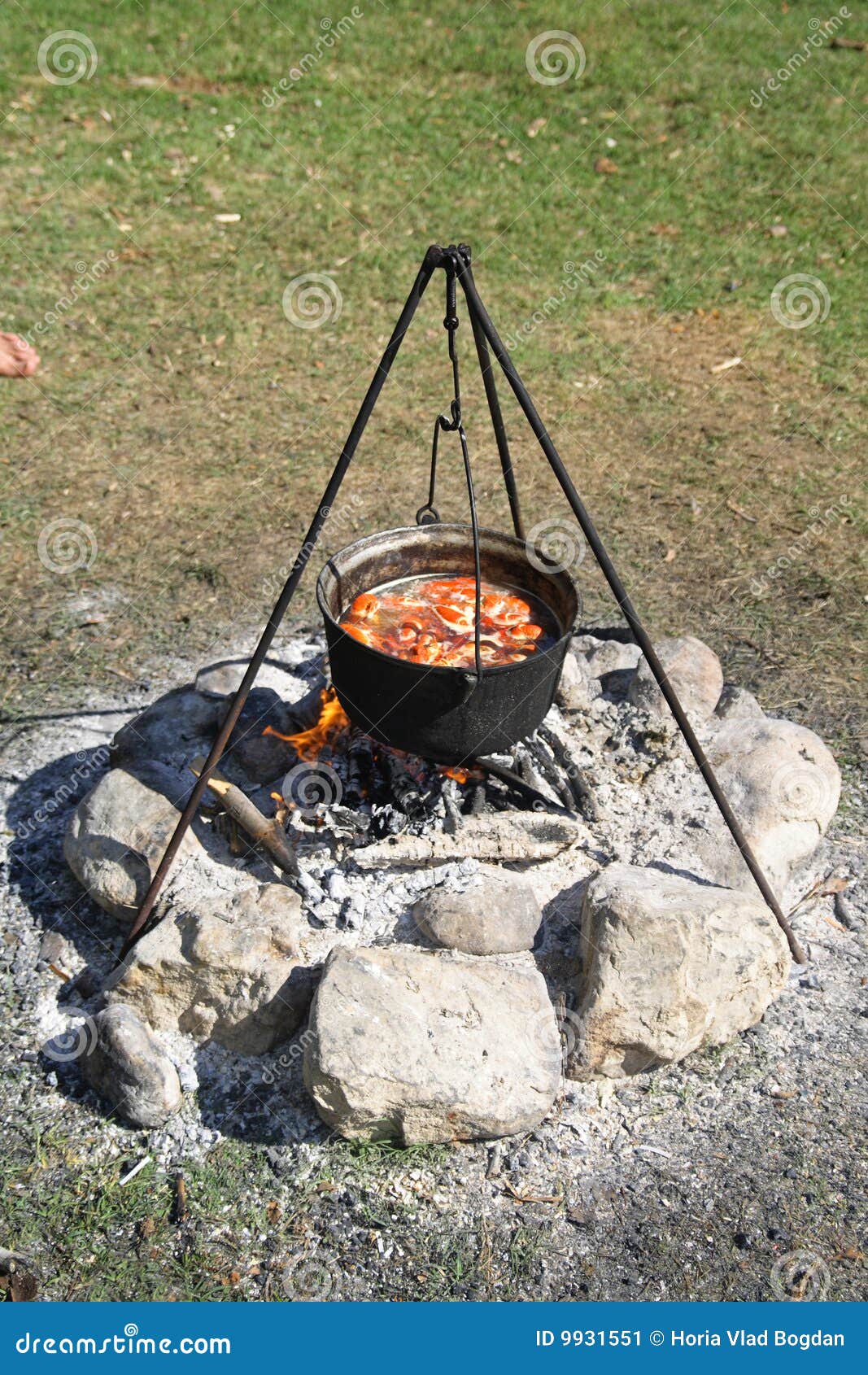 Freshly Captured Crayfish Boiling on a Camp Fire Stock Image - Image of ...