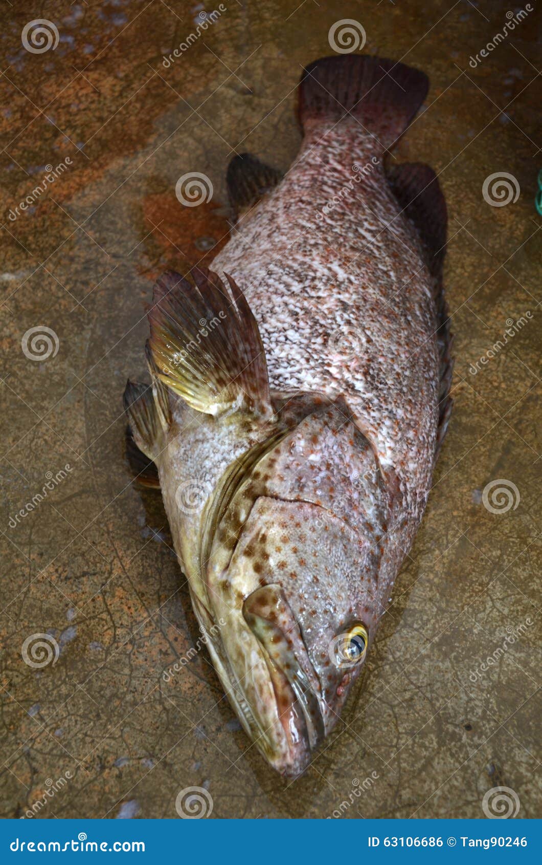 Freshly Catched Grouper Fish Stock Photo - Image of grouper, fresh ...