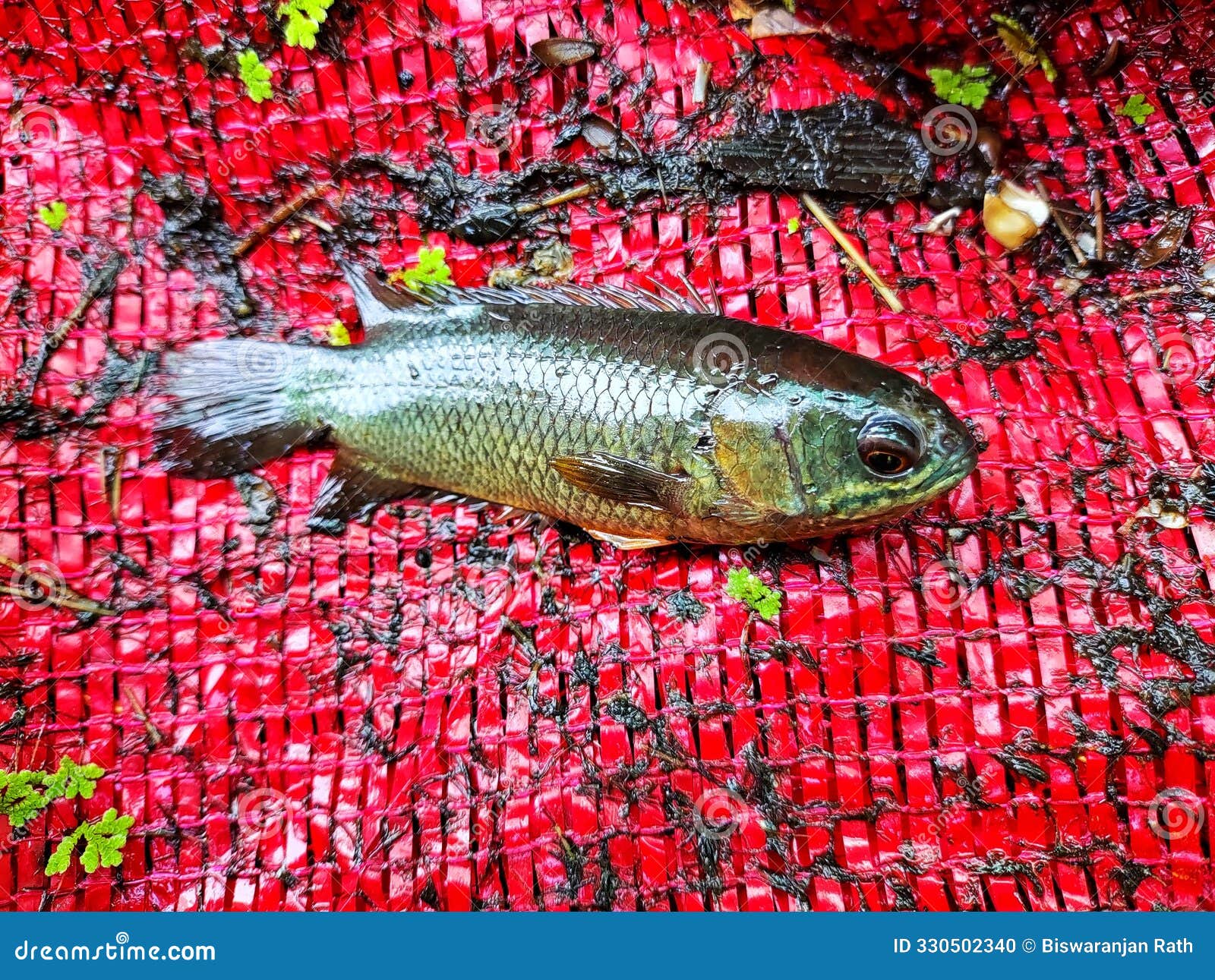 Freshly Caught Anabas Perch Fish on Ground HD Koi Fish Stock Photo ...
