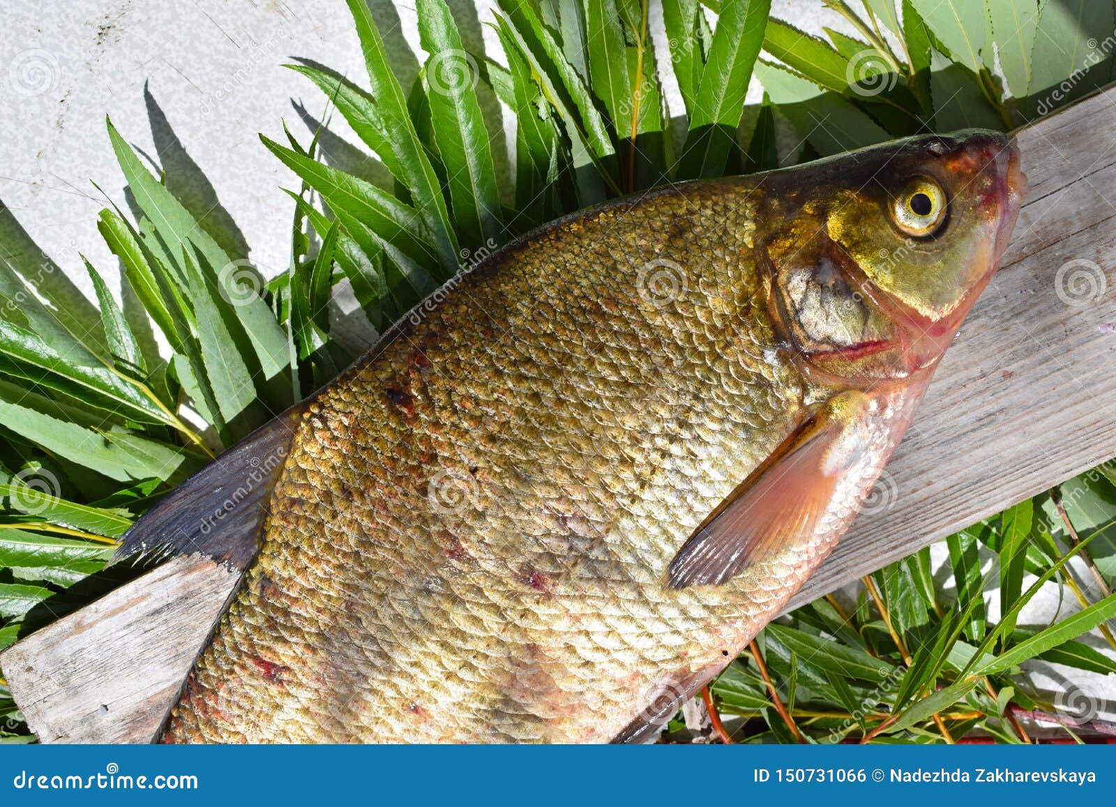 Freshly caught bream. stock photo. Image of water, fishing - 150731066