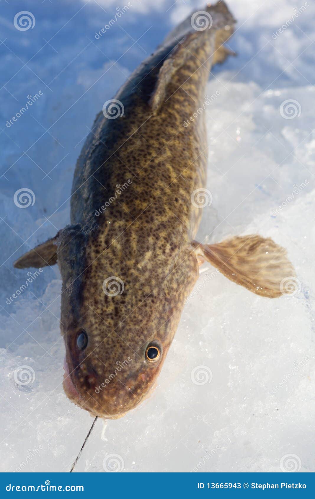 Burbot (Lota Lota) Skin Close-up Stock Photography | CartoonDealer.com ...