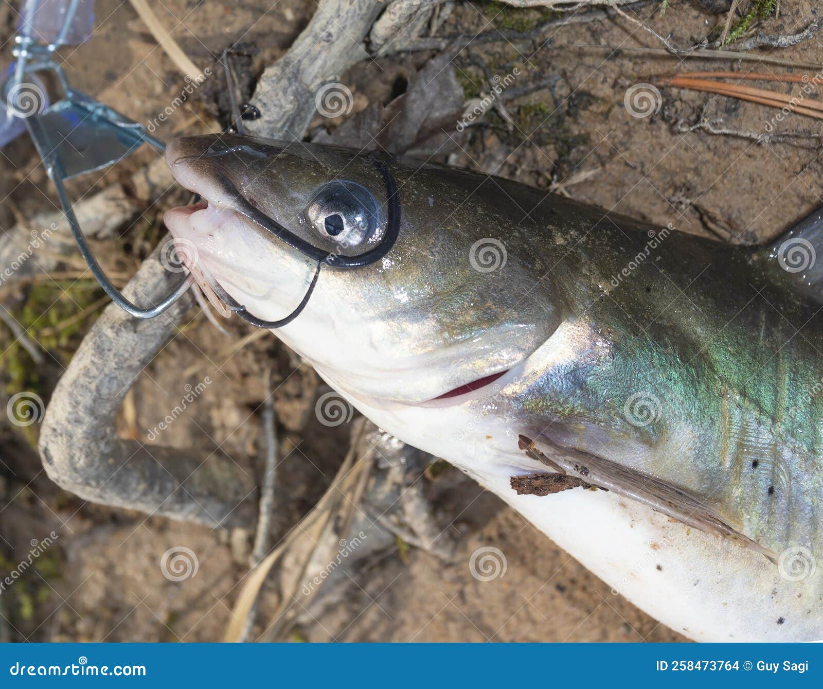 Freshly caught catfish stock photo. Image of beige, animal - 258473764
