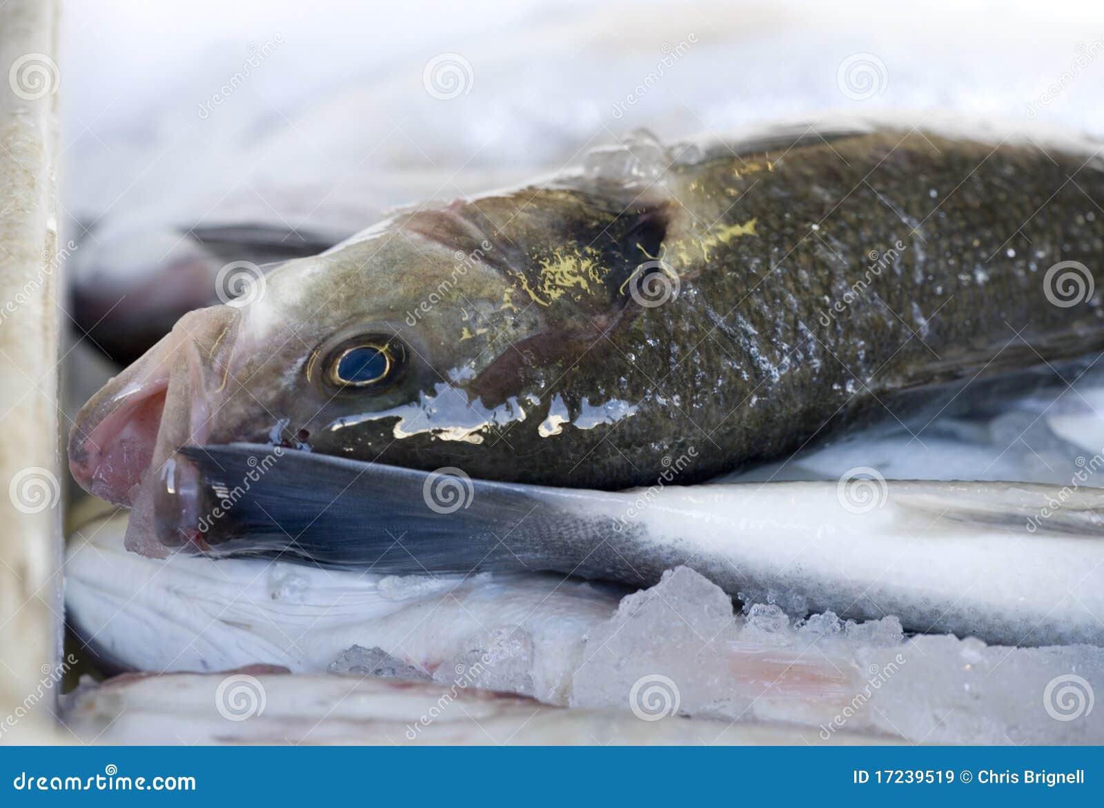 Freshly caught fish stock image. Image of fish, seafood - 17239519