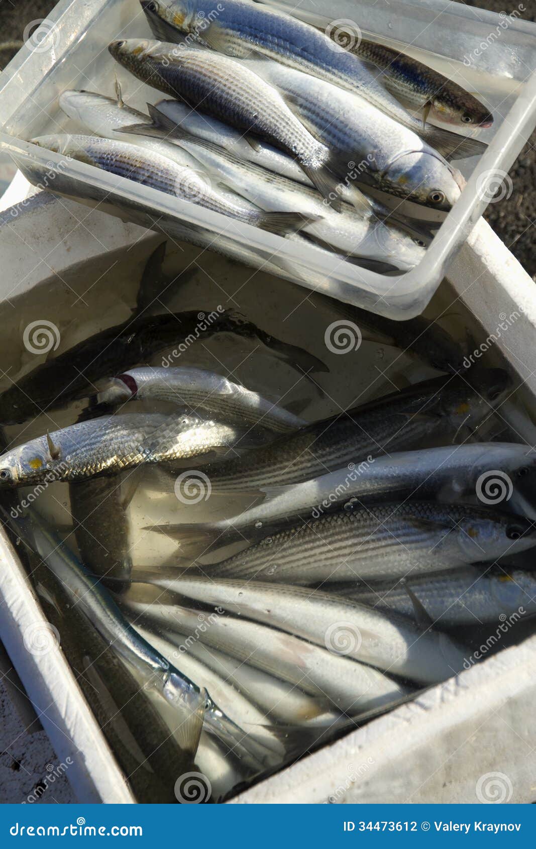 Freshly caught fish stock photo. Image of carp, deep - 34473612
